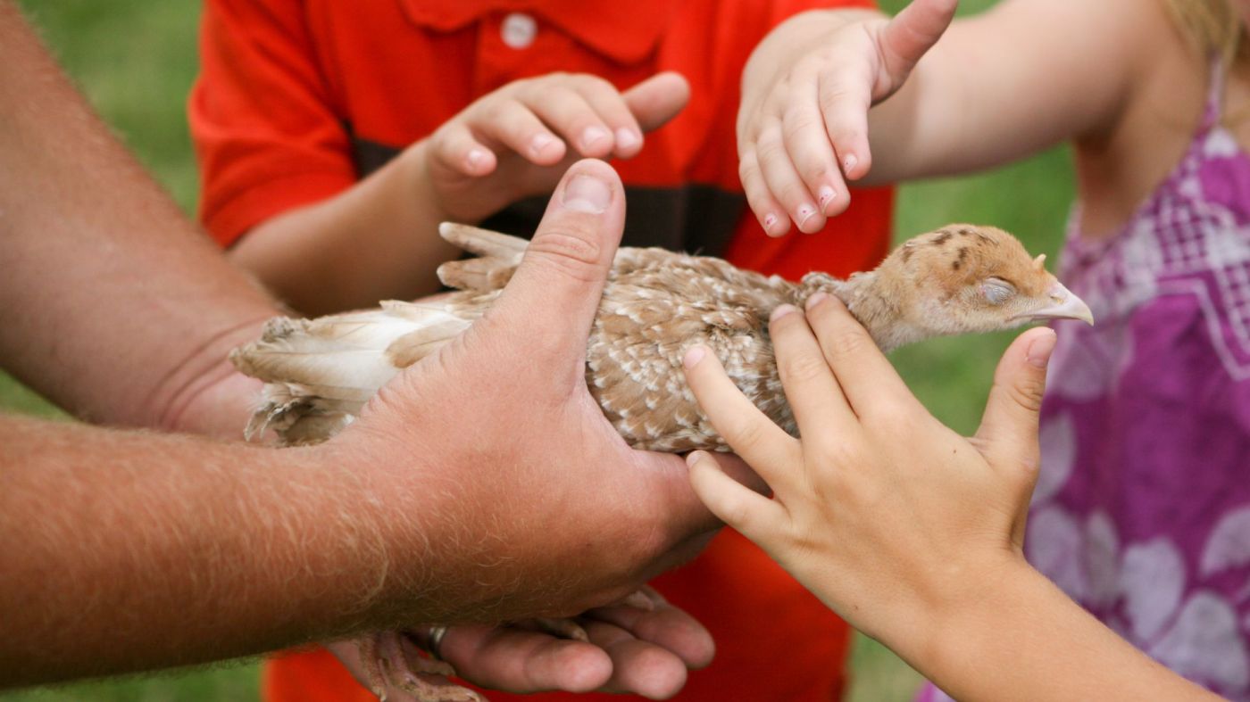 Meet Our Animals | Petting Zoo Ocala
